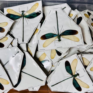 Green Metalwing Damselfly, Neurobasis Chinensis Florida, Mounted ...
