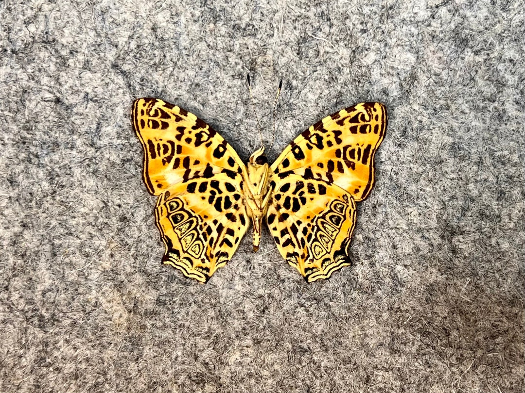 The Himalayan Jester Butterfly, Symbrenthia Hypselis, UNMOUNTED (wings ...