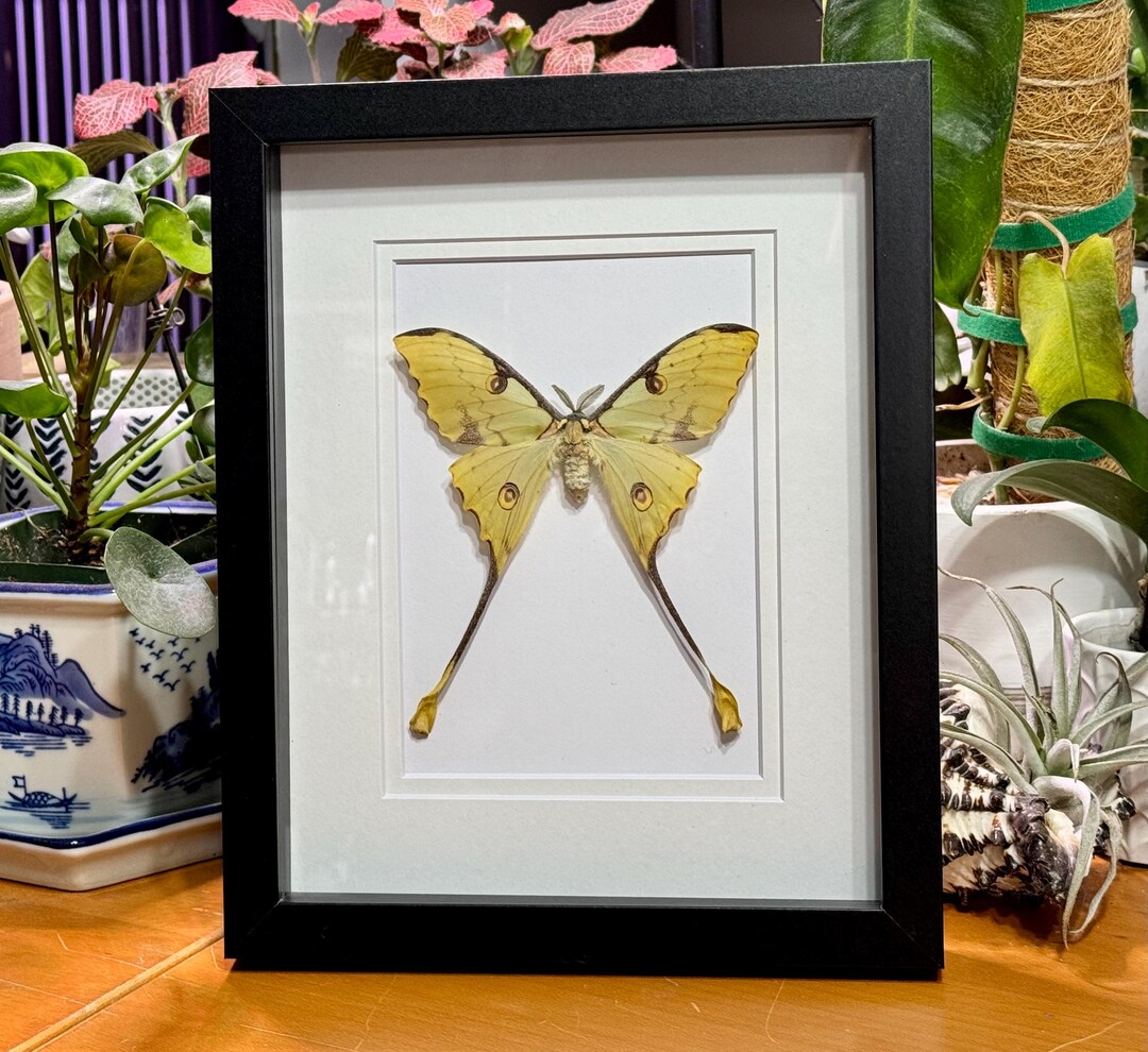 Argema Mimosae, African Moon Moth, Mounted & Framed in a Black ...