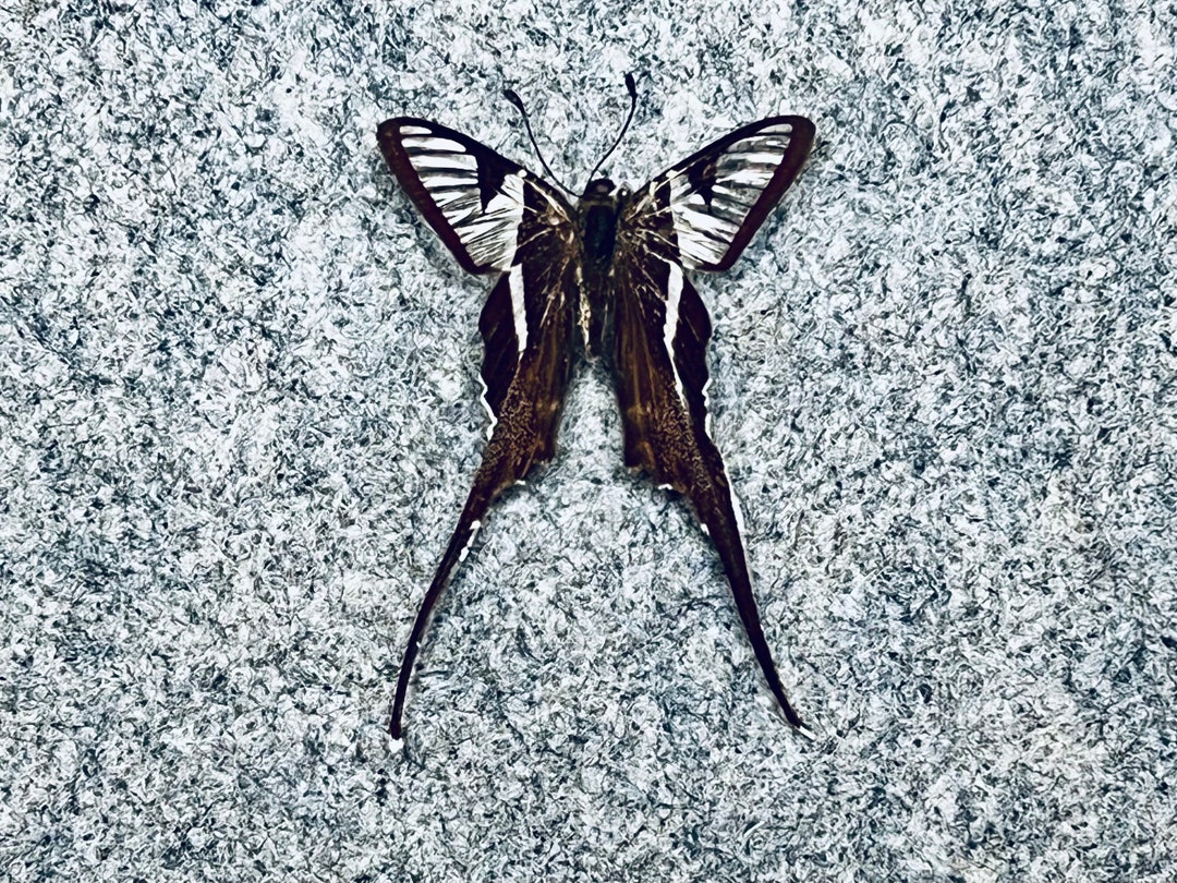 Mariposa cola de dragón blanca, Lamproptera curius, SIN MONTAR alas ...