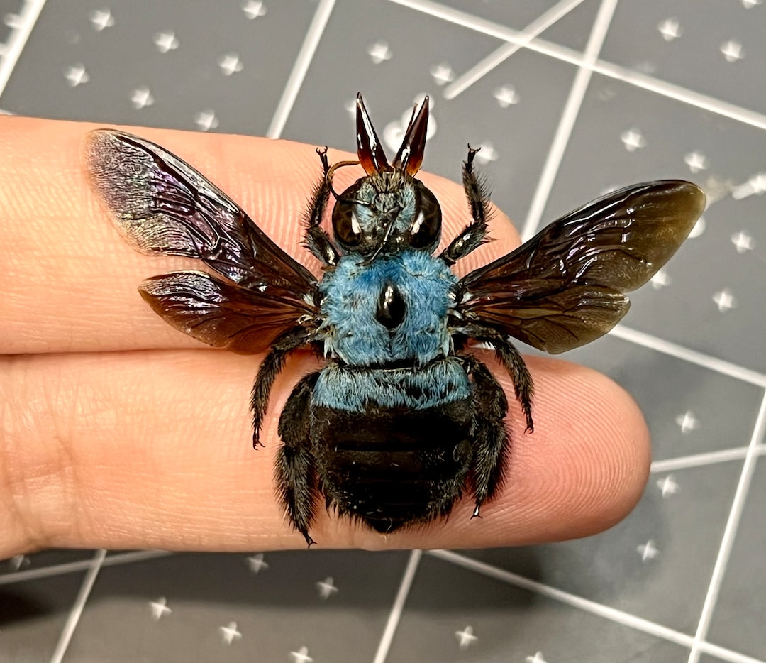 Tropical Blue Carpenter Bee, Xylocopa Caerulea, Female, A1, MOUNTED ...
