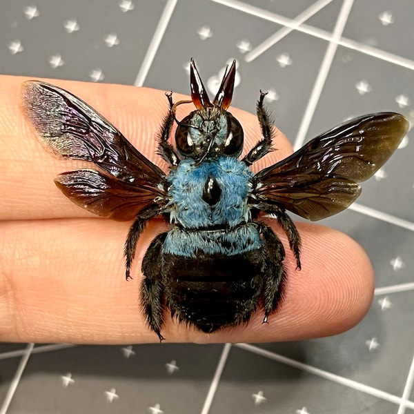 Real Bee - Etsy