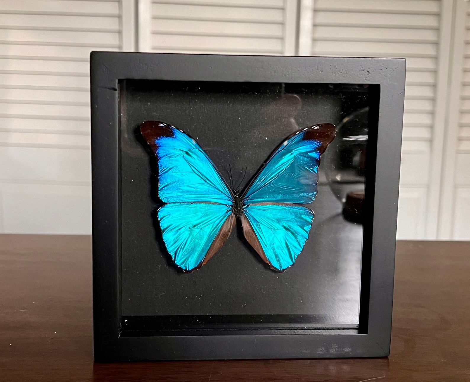 Rare Neon Blue Morpho Butterfly, Morpho Absoloni, Mounted (wings Spread ...