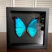 Rare Neon Blue Morpho Butterfly, Morpho Absoloni, Mounted (wings Spread ...