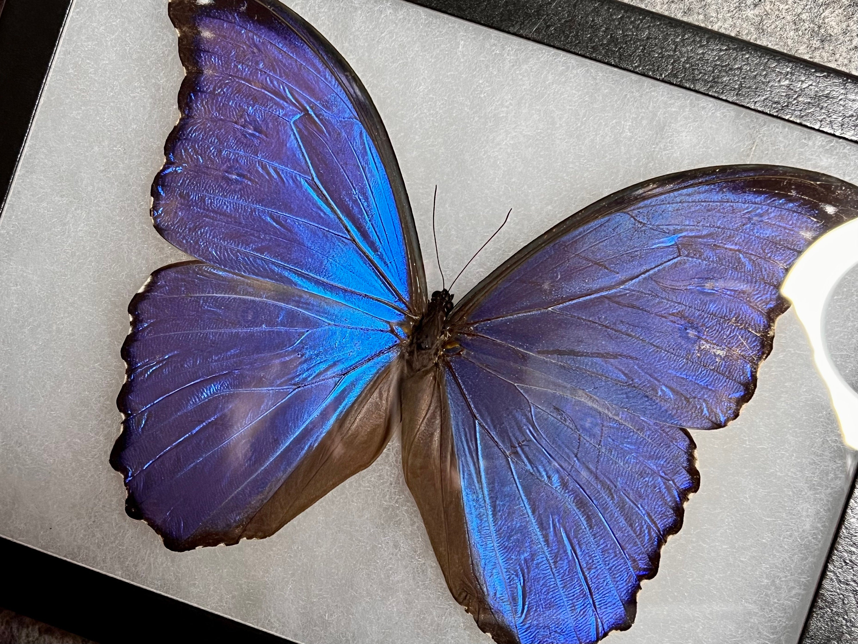 Giant Blue-purple Morpho Butterfly Morpho Godarti Mounted in - Etsy