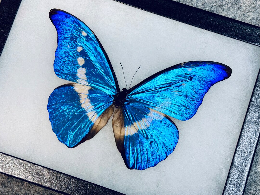 The Helena Morpho Butterfly, Morpho Rhetenor Helena, Male, Mounted and Framed in a Riker Mount ...