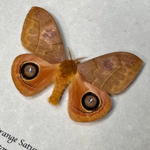 Automeris Oaxacensis, Orange Saturn Moth From Mexico, Mounted and ...