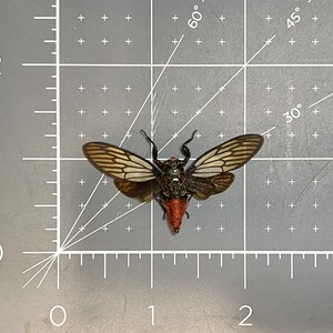 Red Devil Cicada, Huechys Incarnata, Wings Spread, Real, Dried ...
