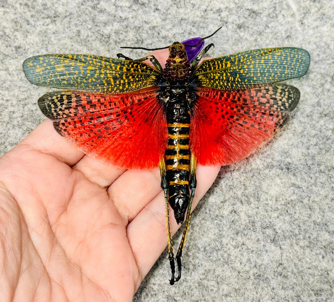 Rainbow Milkweed Locust, Phymateus Saxosus, Mounted wings Spread, Real ...