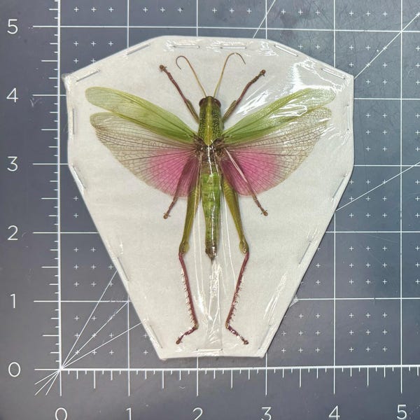 Grasshopper - Etsy