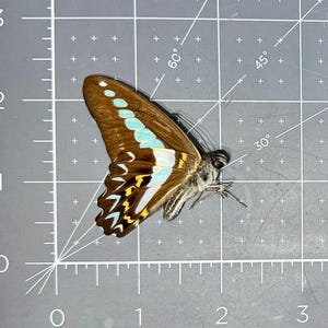 Milon’s Swallowtail Butterfly, Graphium Milon, Unmounted (wings FOLDED ...