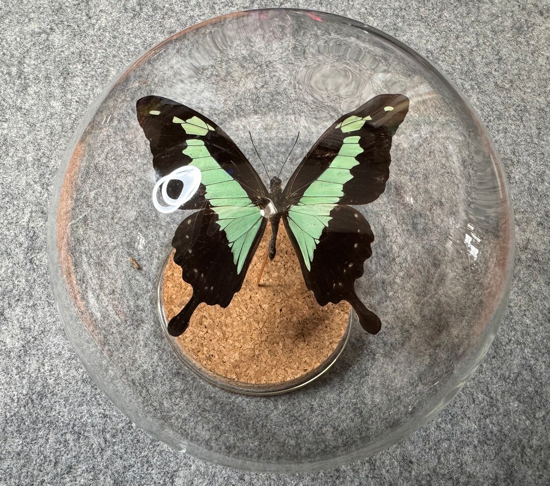 Green Banded Swallowtail, Papilio Phorcas, Mounted in a Large 6 Glass ...