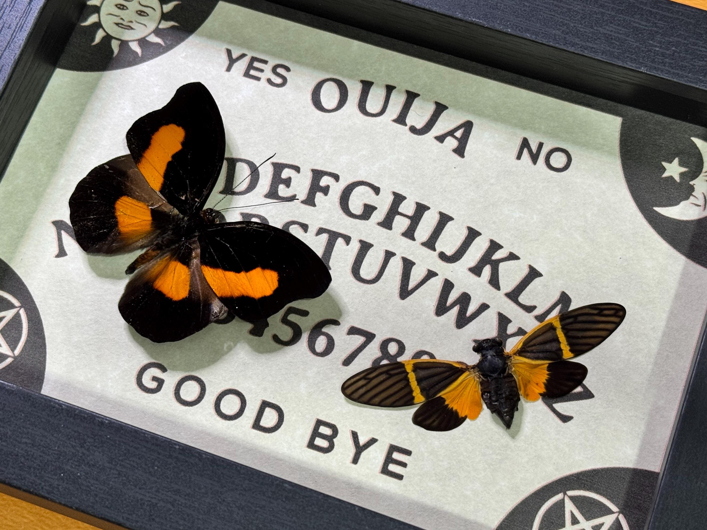 Butterfly Cicada, Becquartina Electa and Firewing Butterfly ...