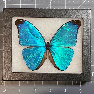 RARE Morpho Absoloni Butterfly, Mounted (wings Spread) in a Riker Mount ...