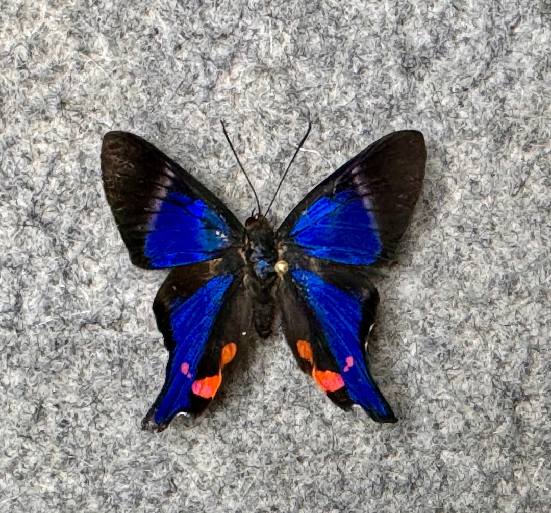 The Periander Metalmark Butterfly, Rhetus Periander, Unmounted (wings ...
