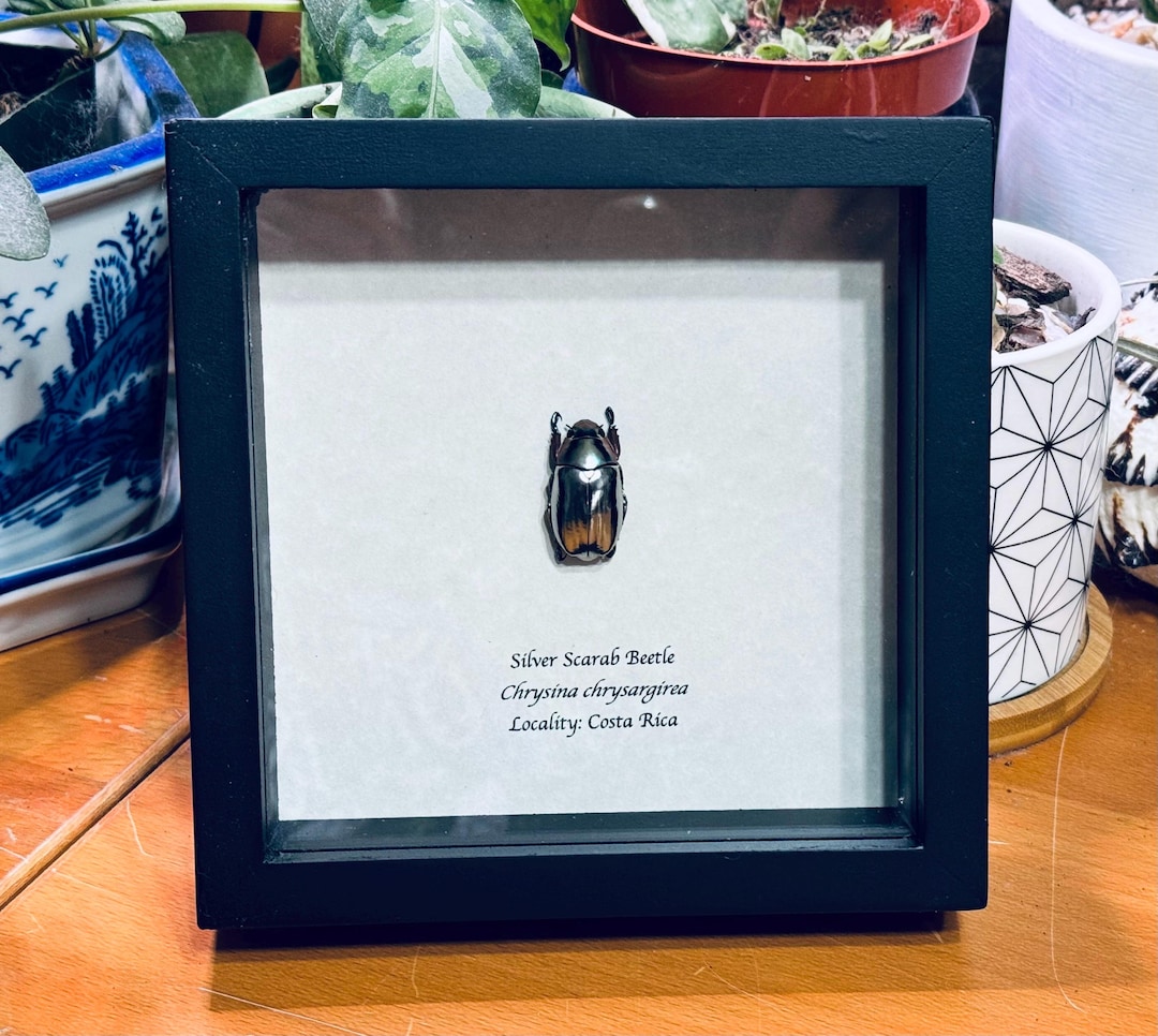 Metallic Silver Scarab Beetle Framed, Chrysina Chrysargyrea Specimen - Etsy