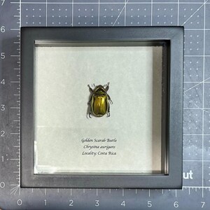 Chrysina Aurigans, RARE Shiny Golden Scarab Beetle, XL Size (30.6 Mm ...