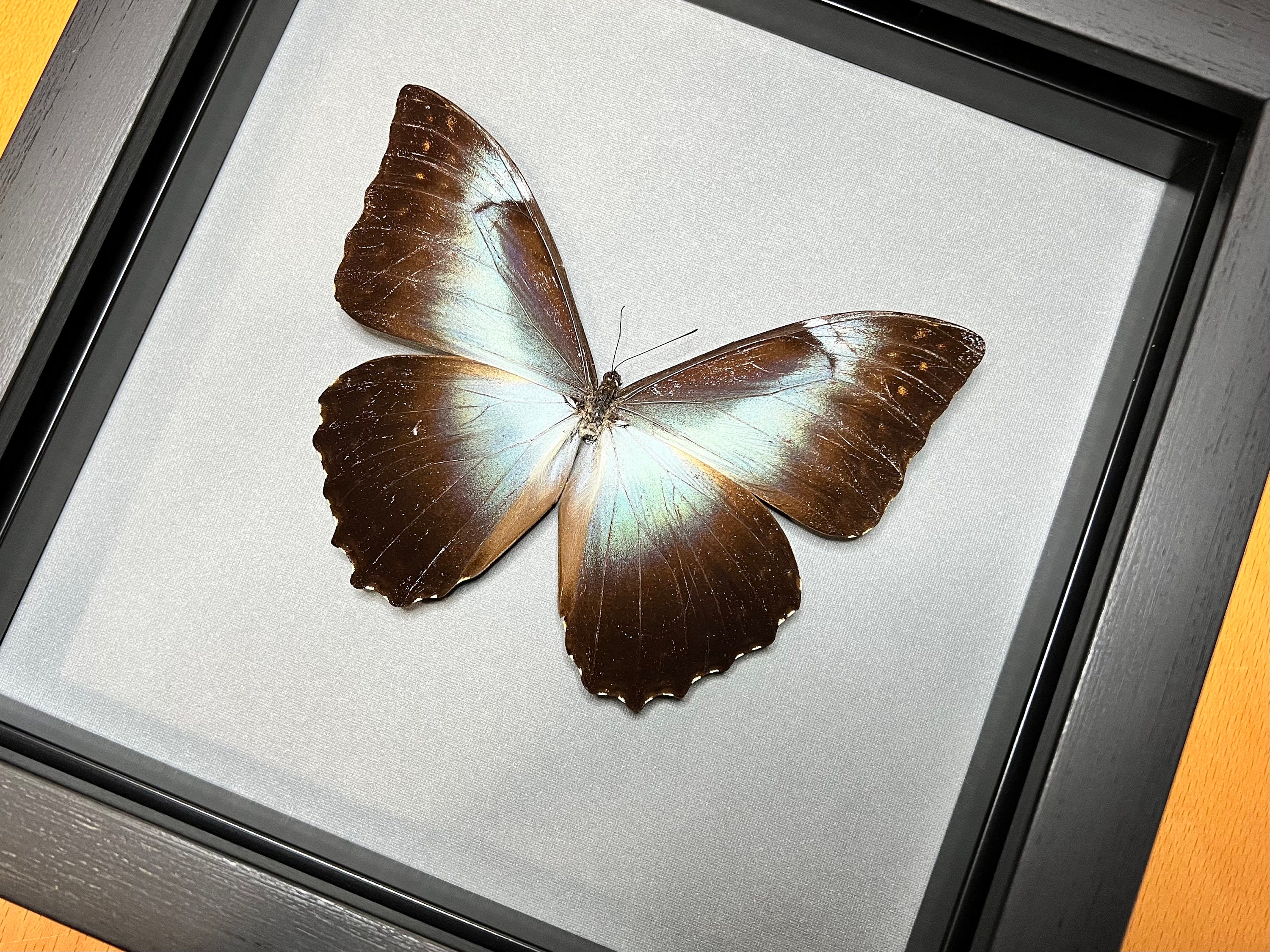 The Perseus Morpho Morpho Telemachus Perseus blue Form | Etsy