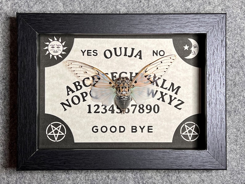 Ghost Cicada, Ayuthia Spectabile, Mounted and Framed on a Ouija Board ...