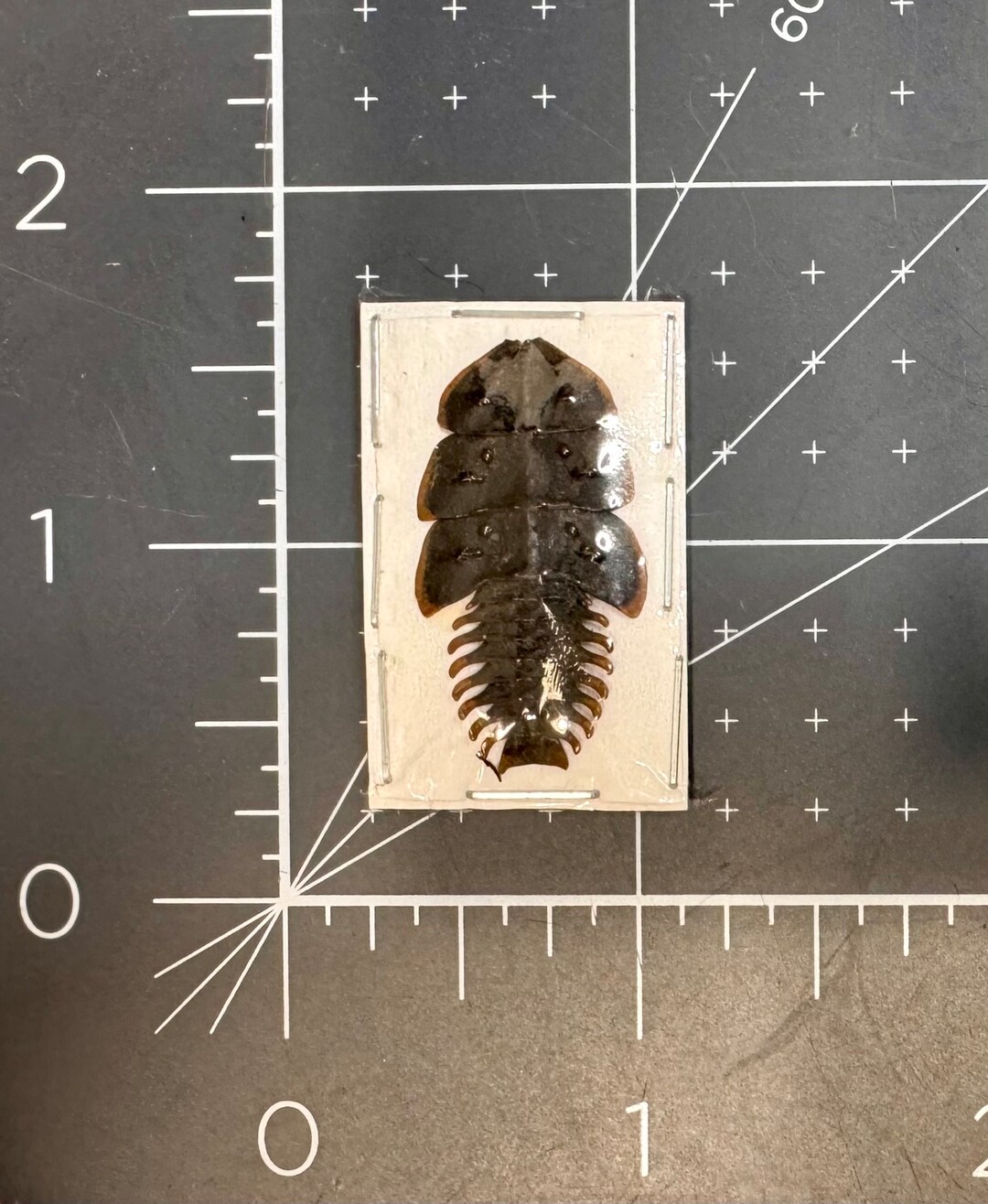 Trilobite Beetle, Platerodrilus Ruficollis, Female, Mounted, Real ...