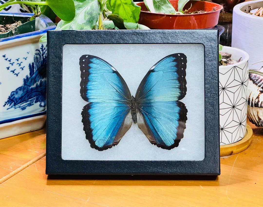 The Emperor Blue Morpho Butterfly, Morpho Peliedes, Male, Mounted ...