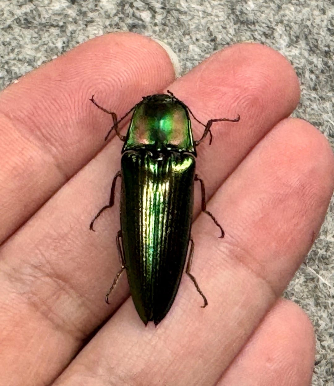 Metallic Click Beetle, Campsosternus Latiusculus, Unmounted, Real ...