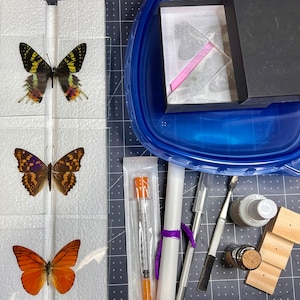 Premium Butterfly and Insect Mounting Kit With Five Butterflies, and ...