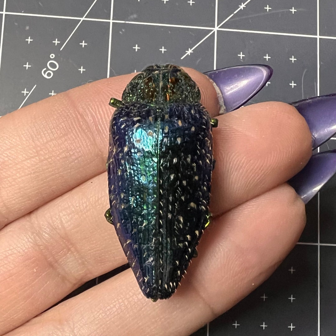 Malagasy Jewel Beetle, Polybothris Sumptuosa Gema, UNMOUNTED, Real ...