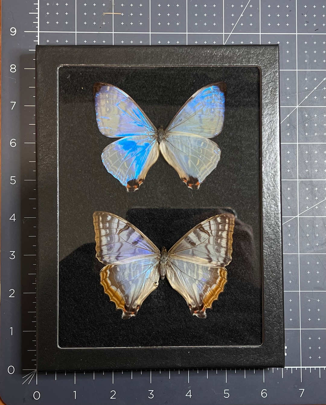 Mother of Pearl Morpho Butterfly Pair, Morpho Sulkowskyi, Male Female ...