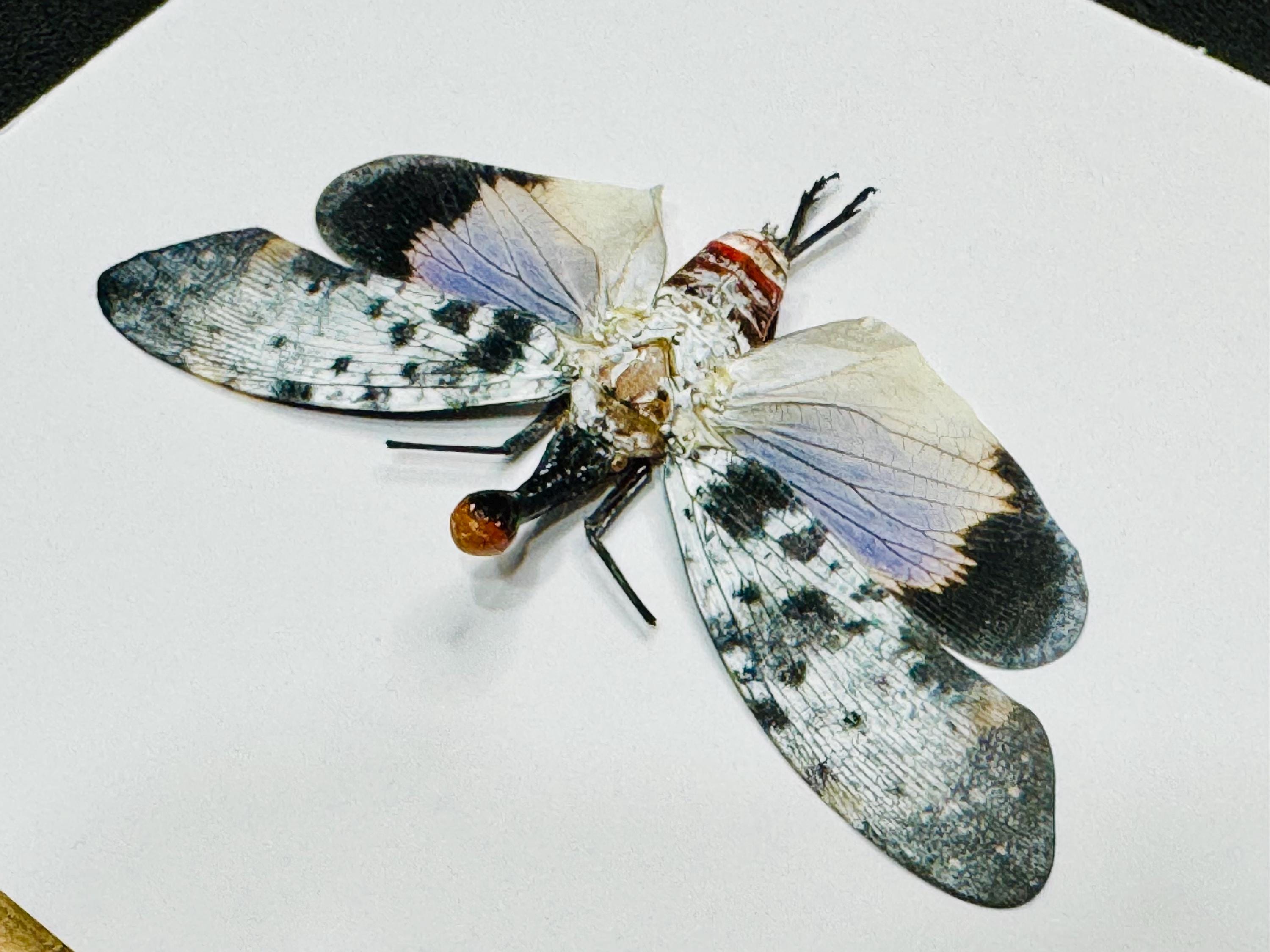 Rare Purple Planthopper, Fulgoridae Sp., Mounted (wings Spread) and ...