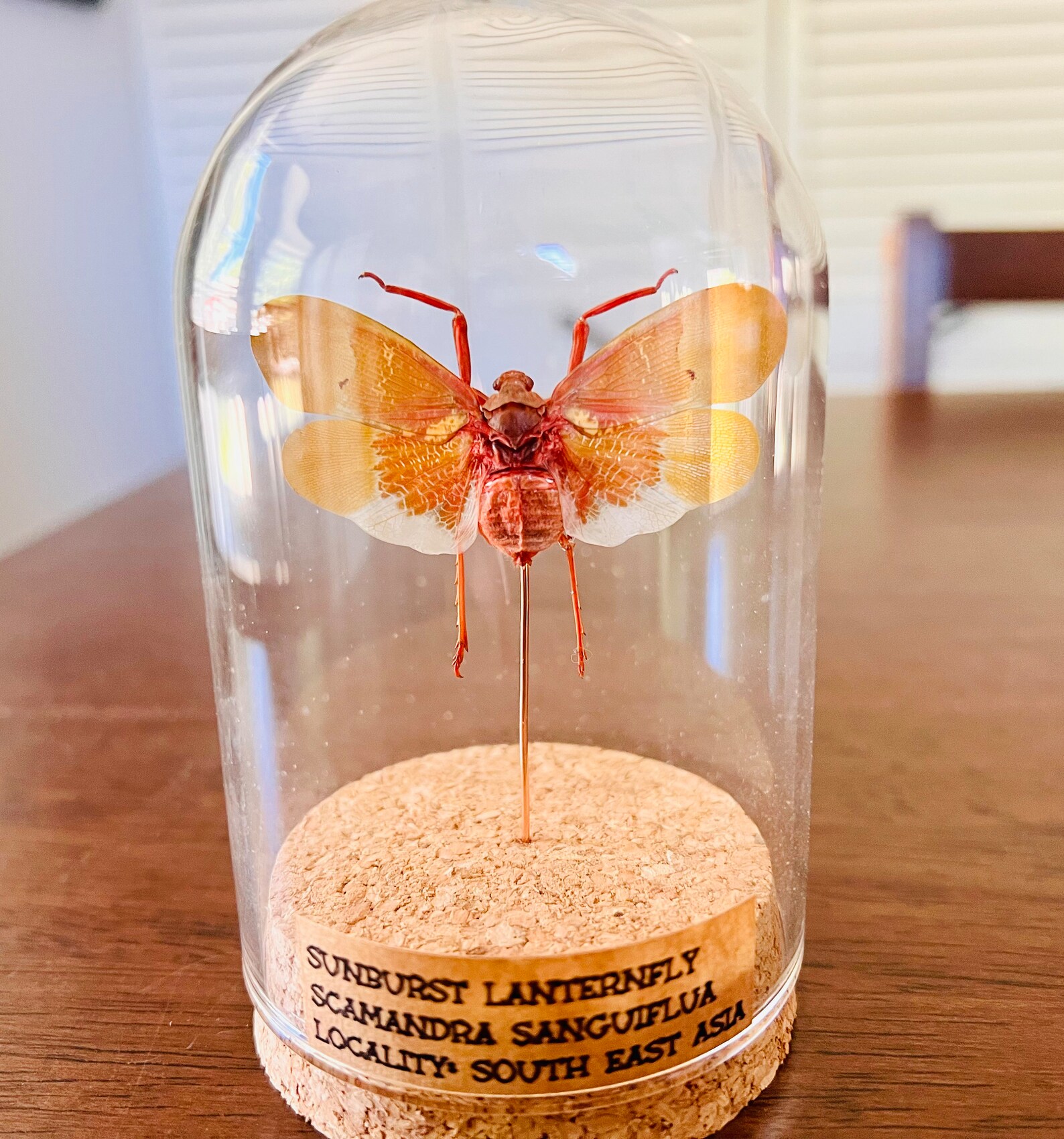 Large Size Real Dried Insect Beetle Bug in a Bell Jar - Etsy