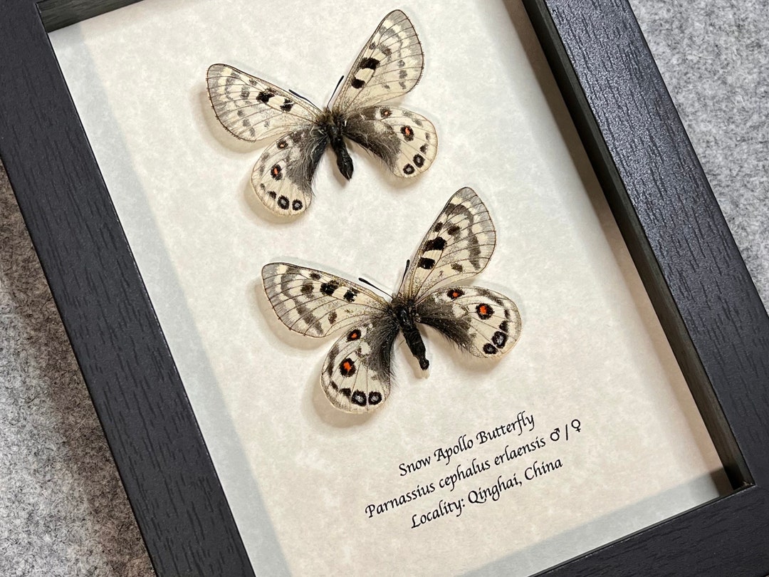 Rare Snow Apollo Butterflies, Parnassius Cephalus Erlaensis, Mounted ...