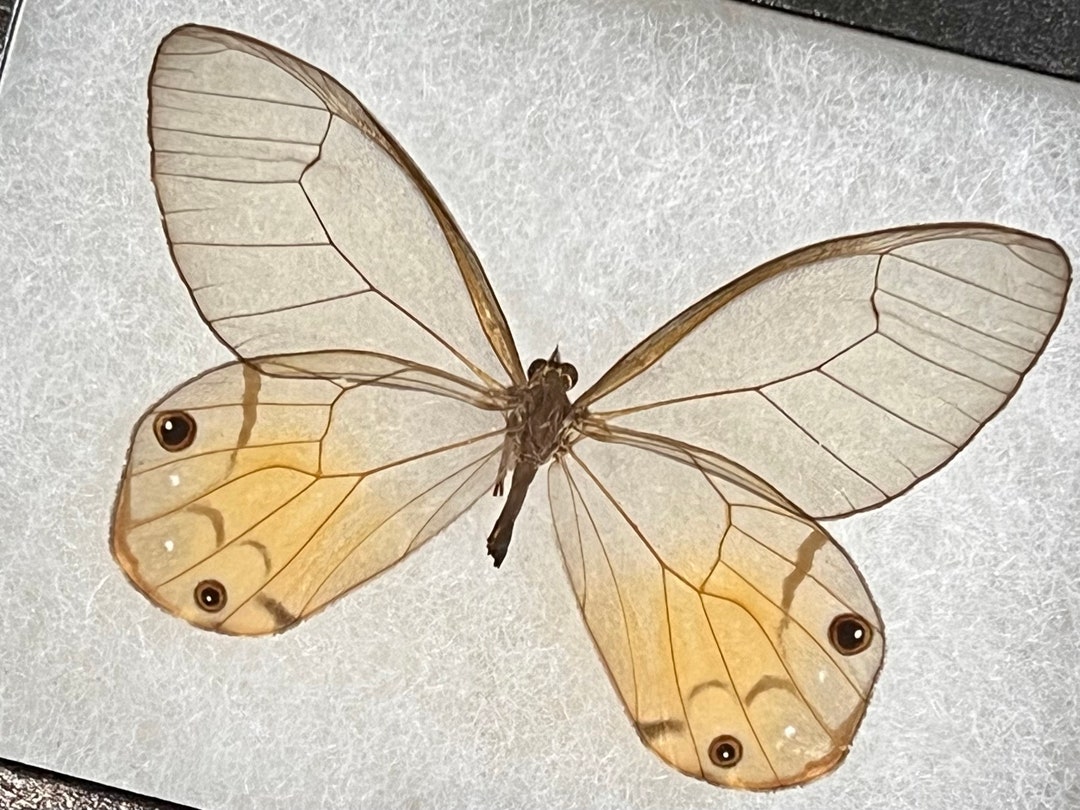 The Amber Phantom Clearwing Butterfly Haetera Piera Mounted - Etsy