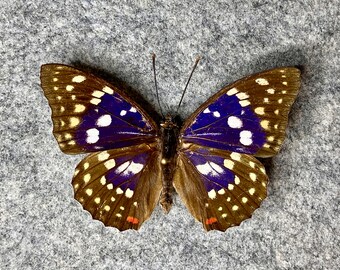 Purple Spotted Swallowtail Butterfly, Graphium Weiskei, Wings Folded OR ...