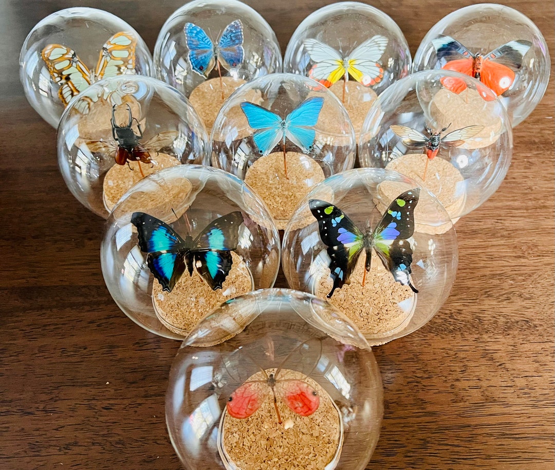 Small 4" Glass Globe With Real, Preserved Insect, Butterfly, Bug in a ...