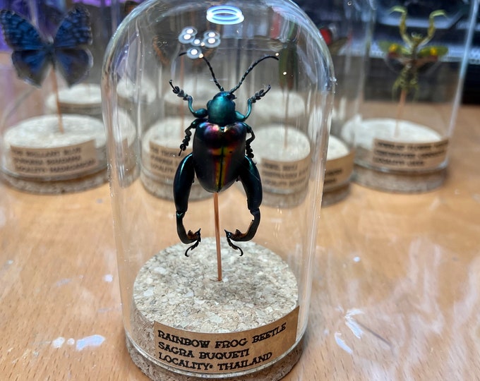 Giant Rainbow Frog Beetle, Sagra Buqueti, Male, Mounted in a Bell Jar ...