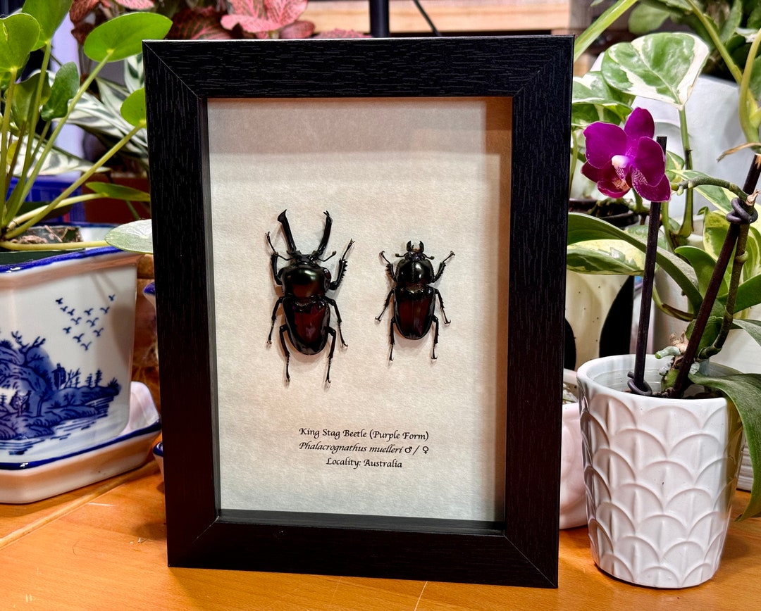 Rare Purple King Stag Beetle Pair, Framed Shadowbox Display - Etsy