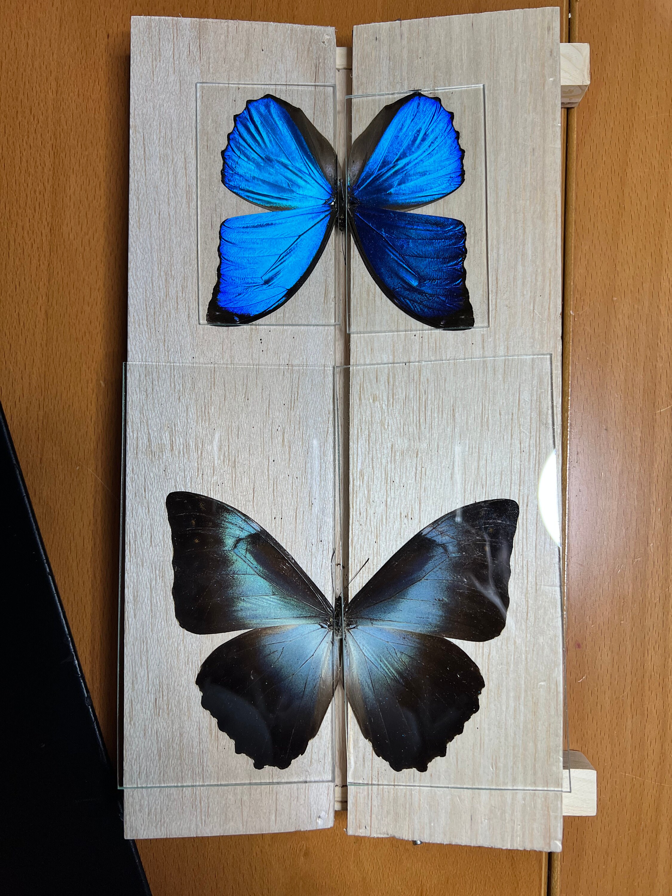 The Perseus Morpho Morpho Telemachus Perseus blue Form | Etsy