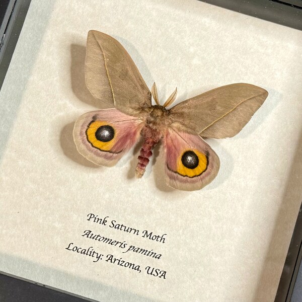 Pink Moth - Etsy