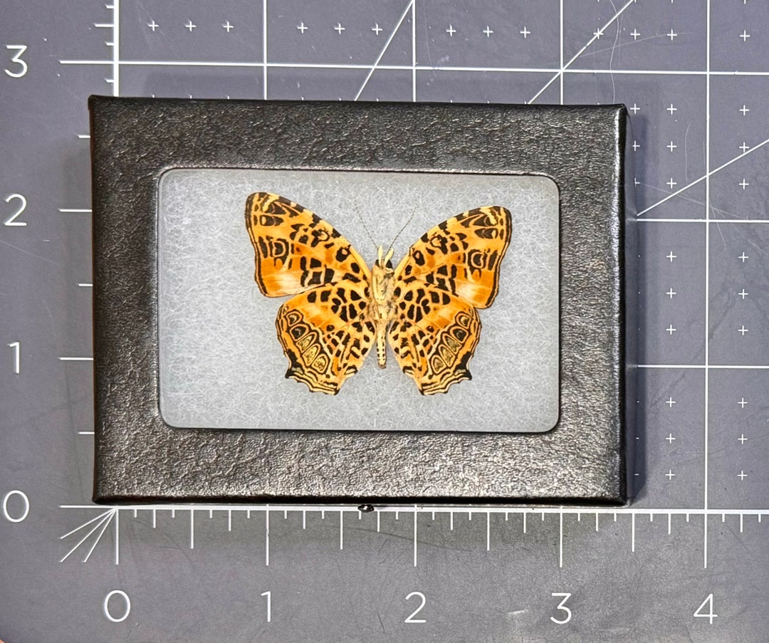 The Himalayan Jester Butterfly, Symbrenthia Hypselis, Mounted (wings ...