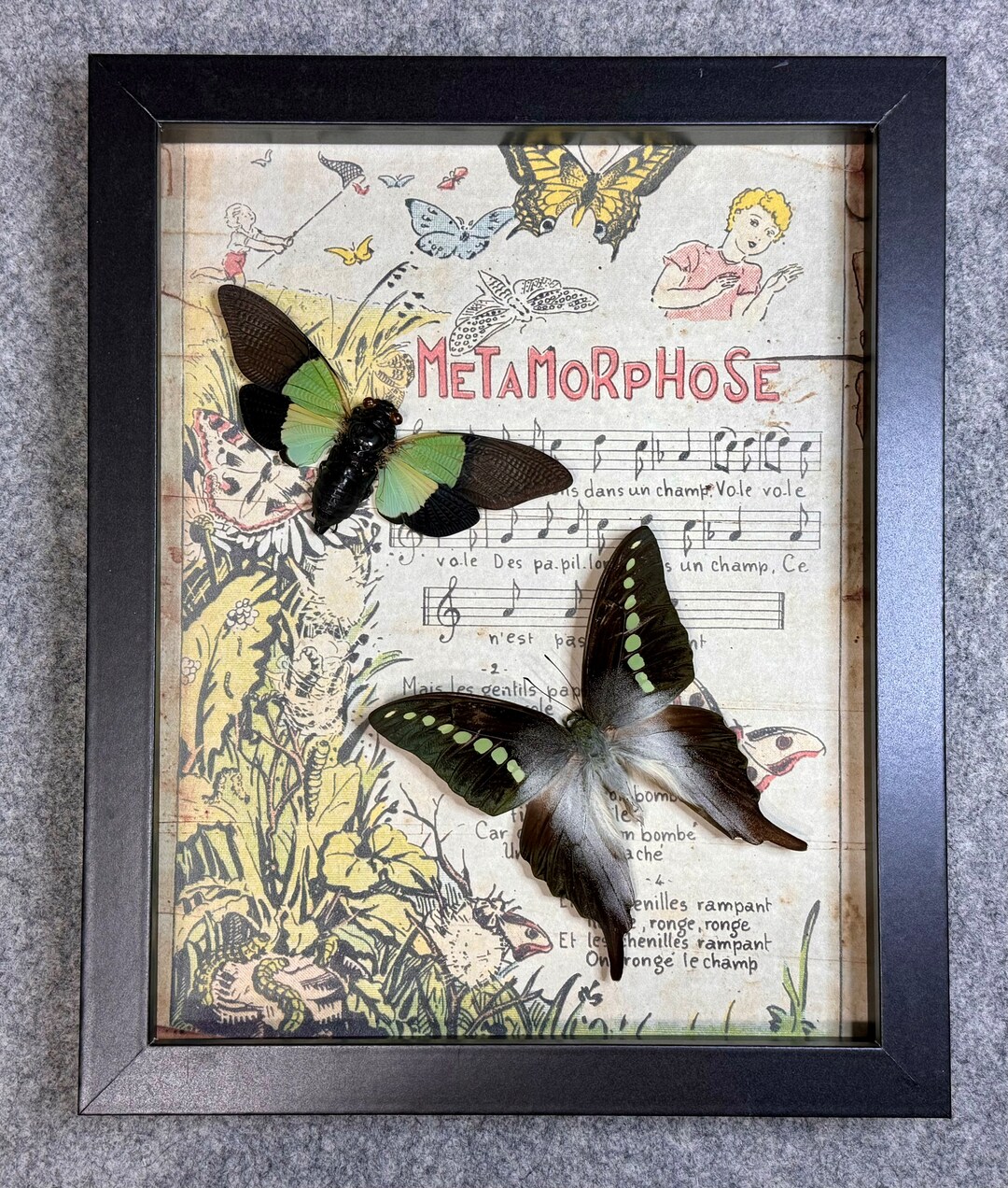 Graphium Codrus Butterfly and Trengganua Sibylla Cicada, Mounted and ...