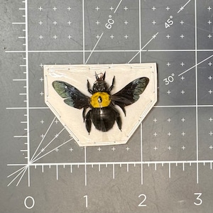 Tropical Yellow Carpenter Bee, Xylocopa Aestuans, Female, A1, MOUNTED ...