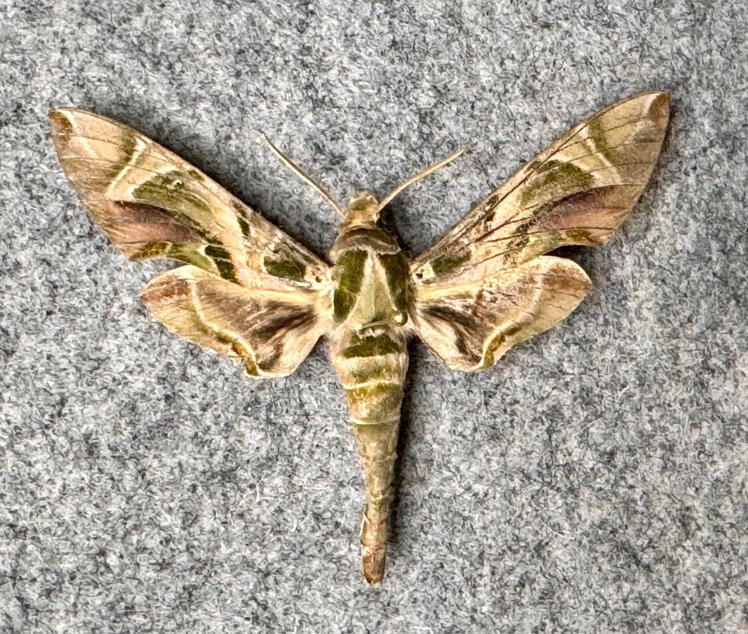 Oleander Hawk-moth, Daphnis Nerii, Wings Folded, A, Preserved, Dried ...