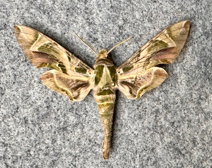 Oleander Hawk-moth, Daphnis Nerii, Wings Folded, A-, Preserved, Dried ...