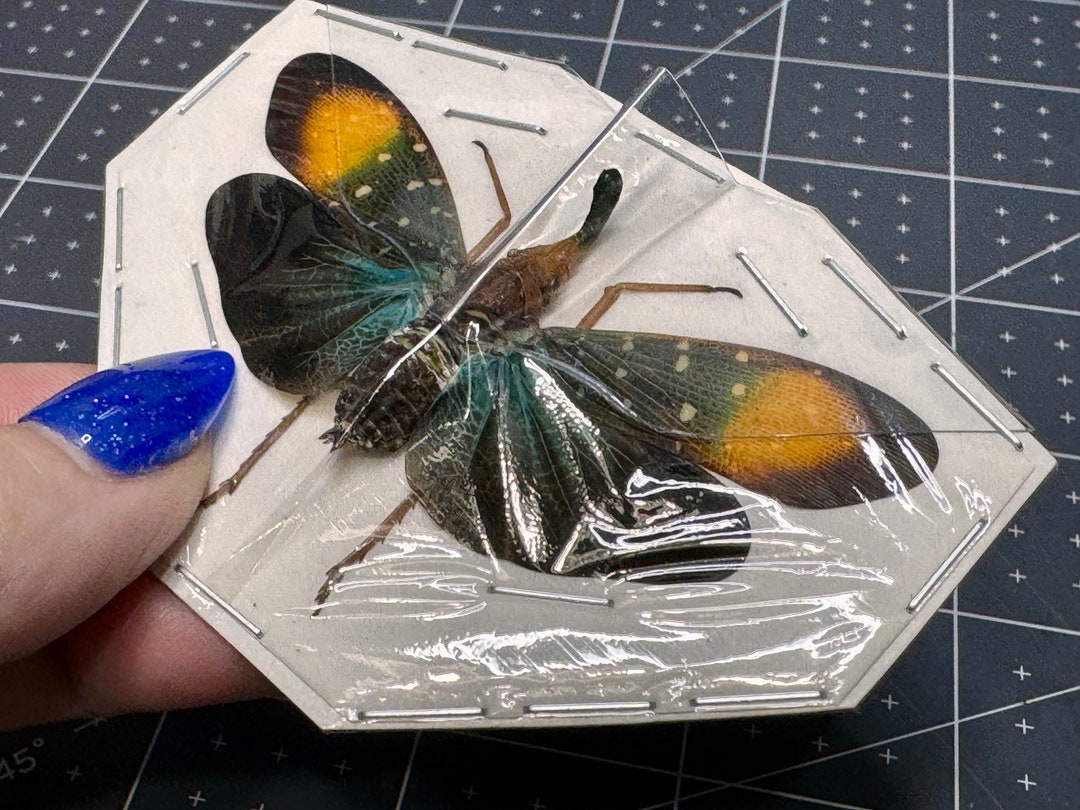 Gunjii Lanternfly, Pyrops Gunjii, MOUNTED (wings Spread), Real ...