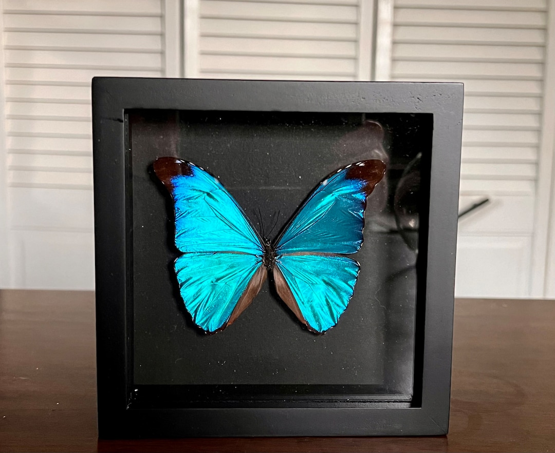 Rare Neon Blue Morpho Butterfly, Morpho Absoloni, Mounted (wings Spread ...