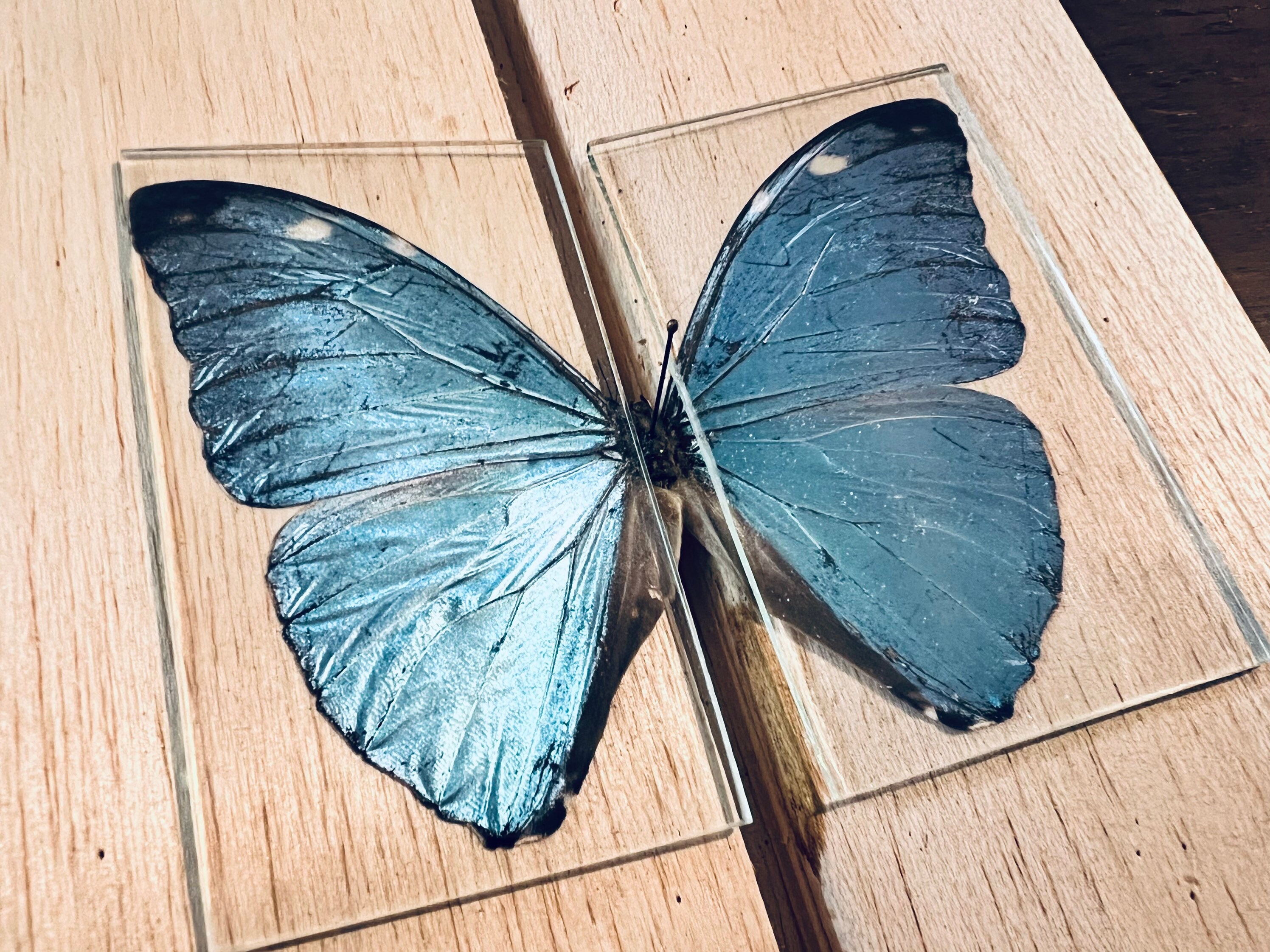 The Eugene Morpho Butterfly Morpho Eugenia Mounted and | Etsy