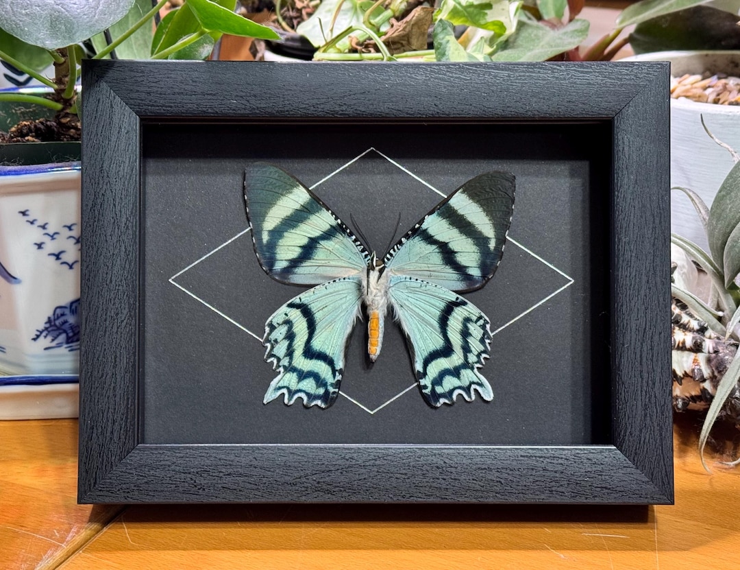 Zodiac Moth, Alcides Orontes, Large Female, Mounted Verso and Framed in ...