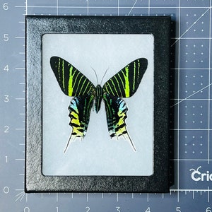 The Green-banded Urania Moth, Urania Leilus, Wings Folded OR Mounted ...