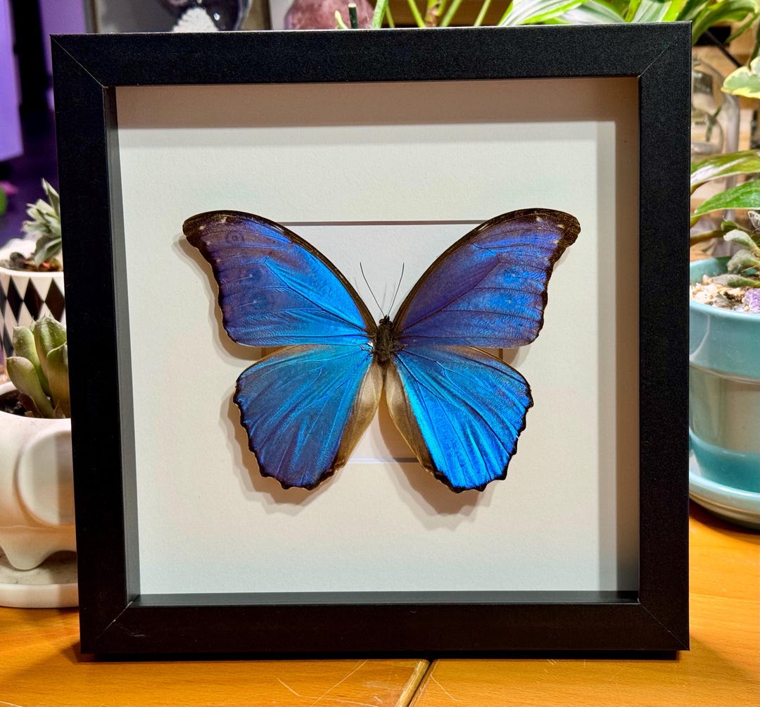 Framed Giant Blue Morpho Butterfly, Real Dried Specimen, Black ...